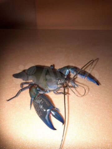 Аквариумные Раки