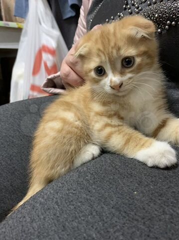 Котенок британец вислоухий