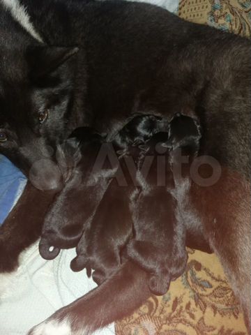 Щенки русско-европейской лайки