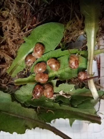 Улитки ахатина ахатина тигр