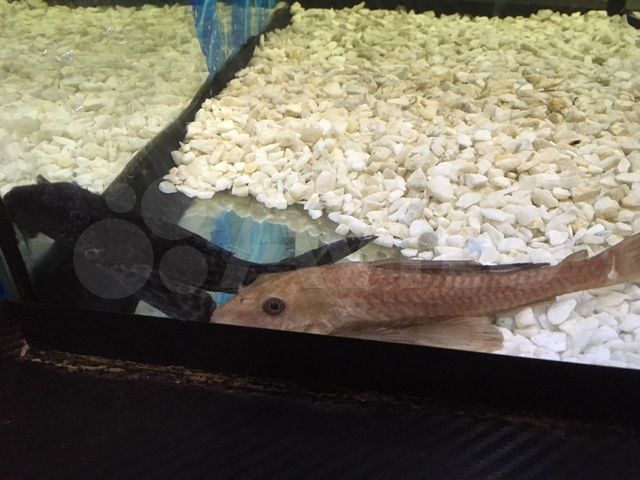 Рыбки сомы 2 шт