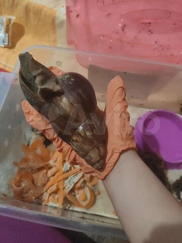 Улитки ахатины бесплатно