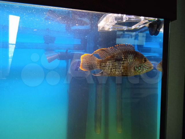 Акара бирюзовая