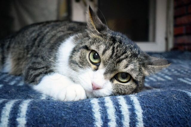 Котик Борис 1,5 года ищет дом
